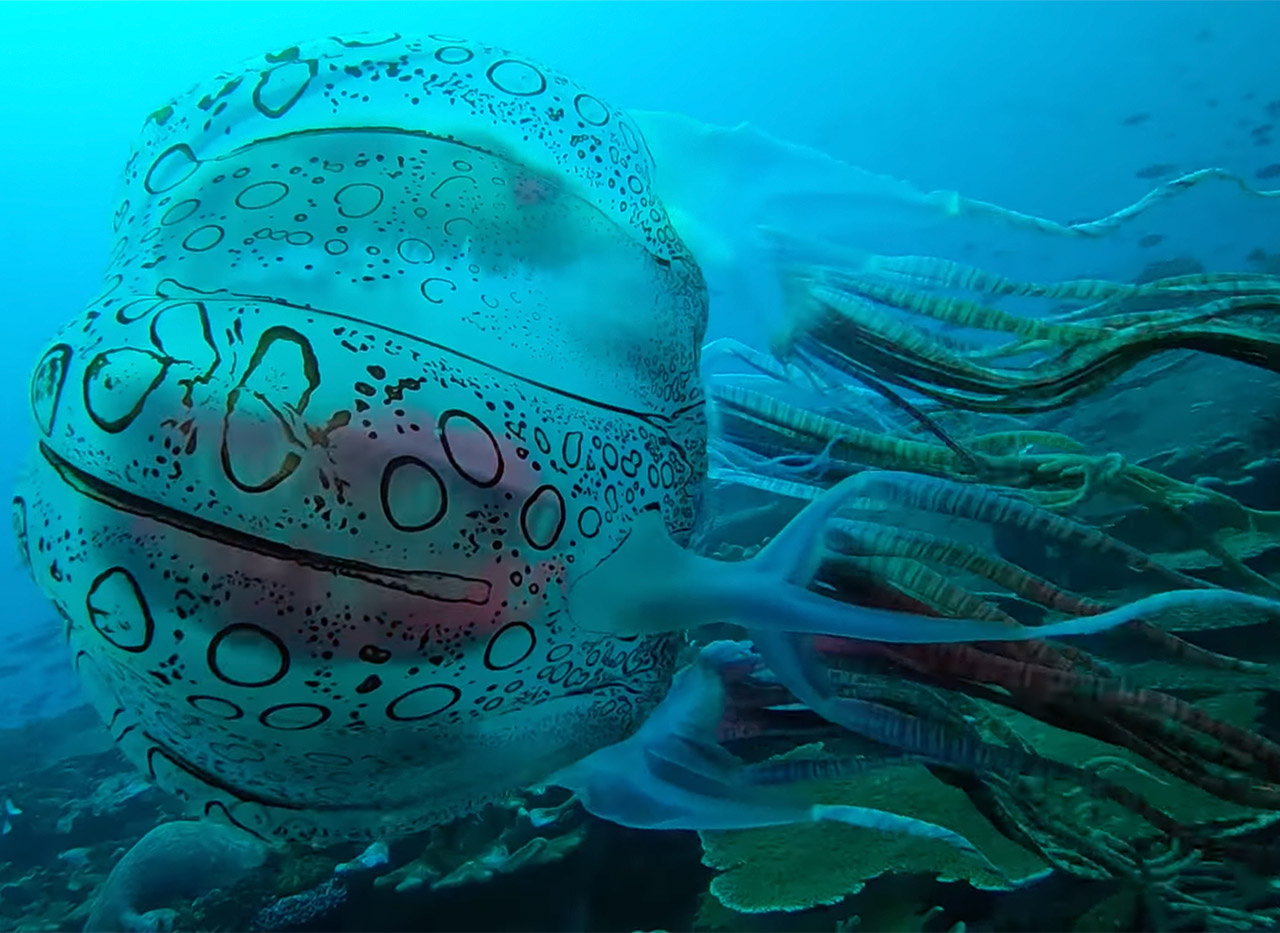 Rarely Seen Box Jellyfish Captured By Diver Off Coast Of Papua New Rarely Seen Box Jellyfish Captured By Diver Off Coast Of Papua New